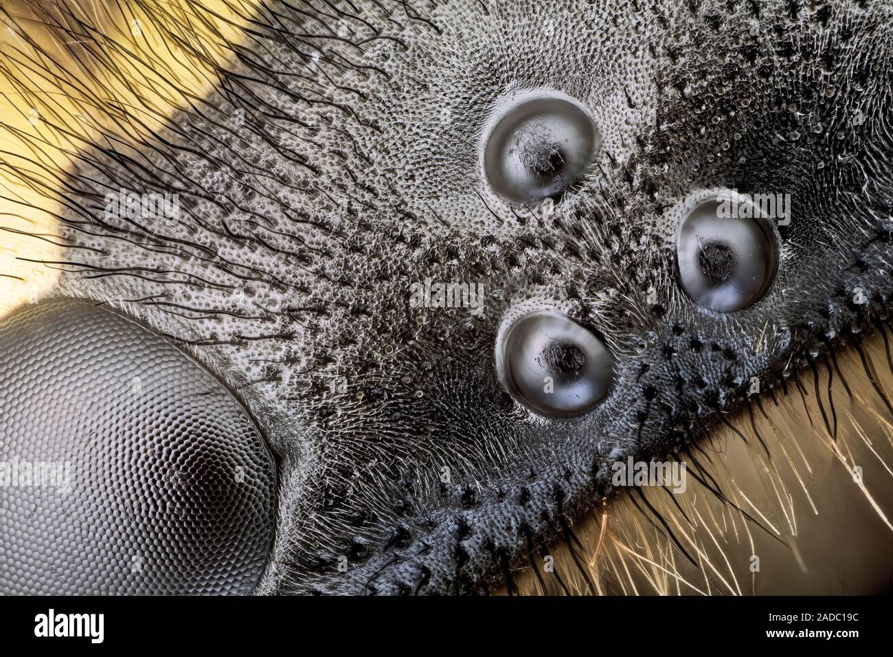 High magnification image of the ocelli (simple eyes) of a queen German ...