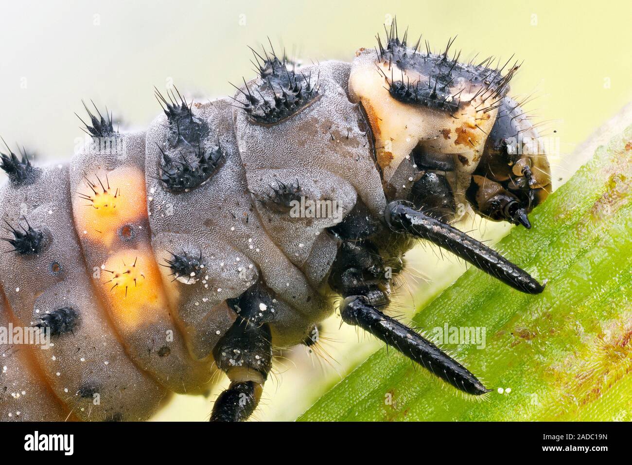 Seven-spot ladybird (Coccinella septempunctata) larva. This is the most ...