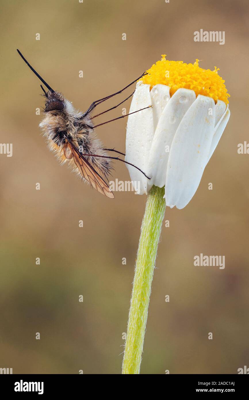 Large Bee-fly (Bombylius major), a bee mimic Stock Photo - Alamy