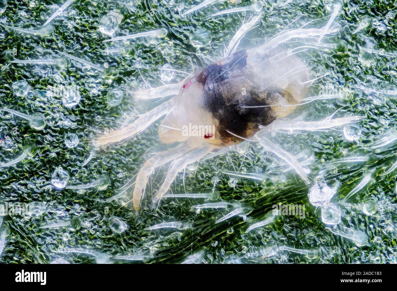 Spider mite (family Tetranychidae) on a Cannabis sativa leaf Stock ...