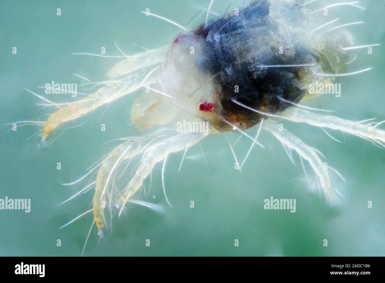 Spider mite (family Tetranychidae Stock Photo - Alamy