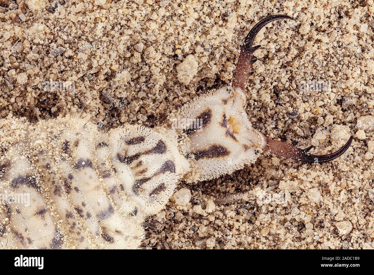 Antlion (family Myrmeleontidae). They take their name from the larvae ...