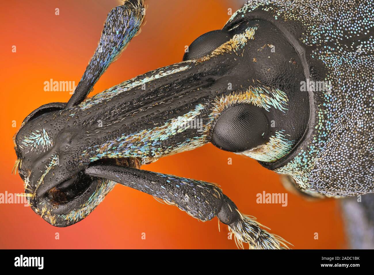 Weevil (Eupholus magnificus) head Stock Photo - Alamy