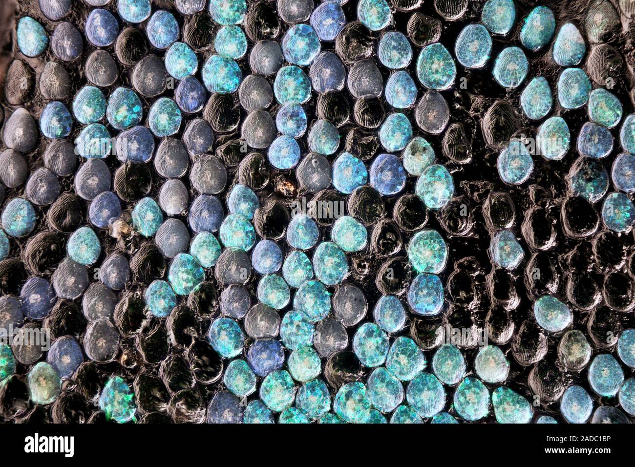 Weevil (Eupholus magnificus) pigmentation Stock Photo - Alamy