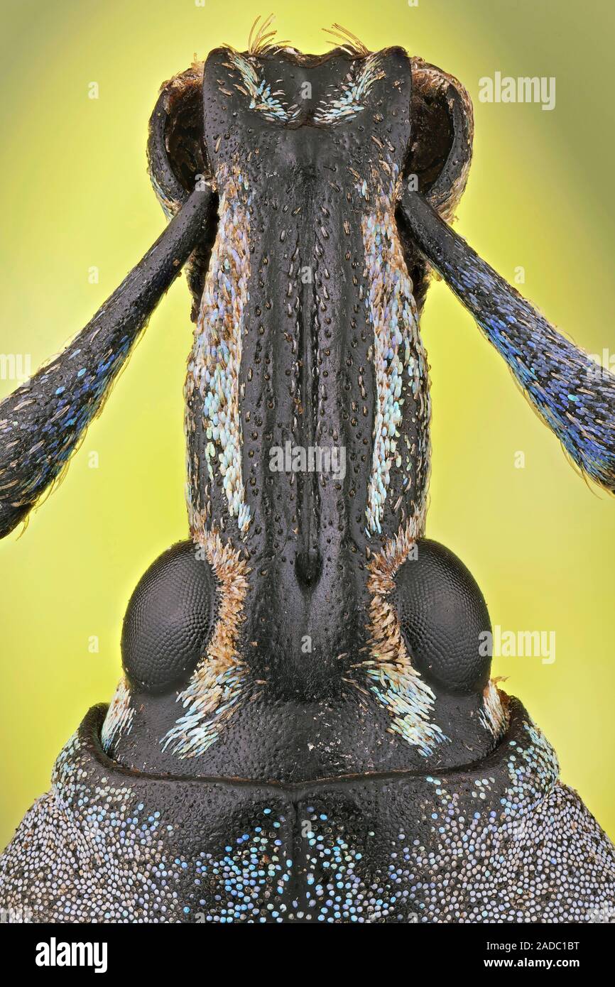 Weevil (Eupholus magnificus) head Stock Photo - Alamy