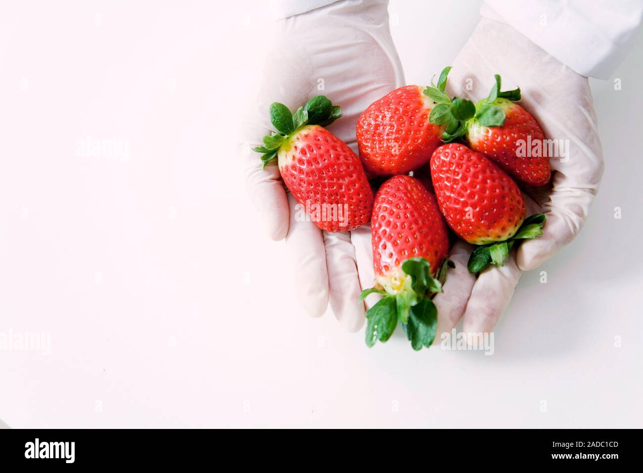 Strawberries in a laboratory Stock Photo - Alamy