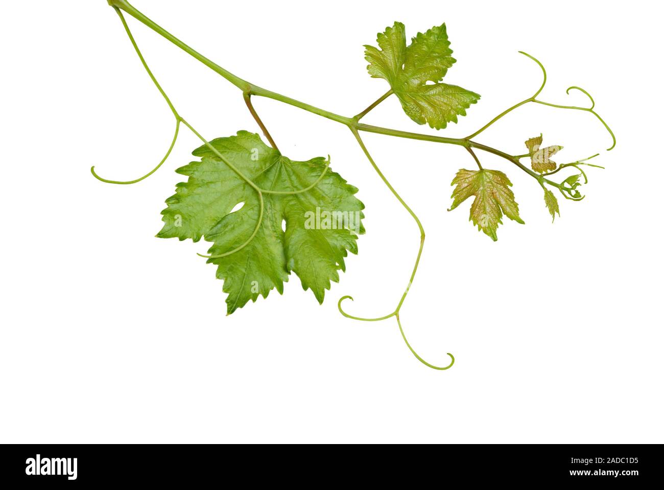 Grapevine isolated on white background Stock Photo - Alamy
