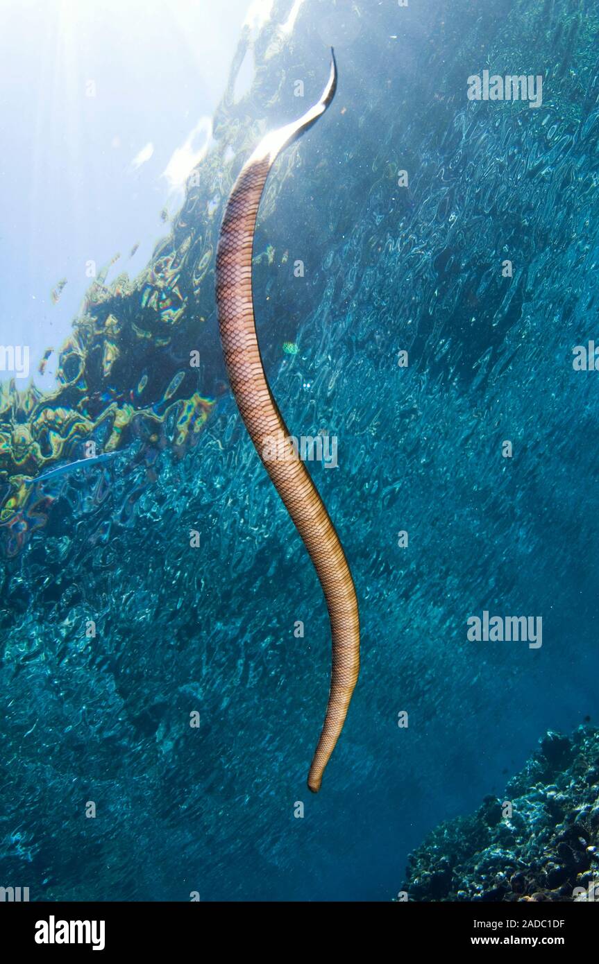 Chinese sea snake (Laticauda semifasciata) Gunung Api or Snake Island ...