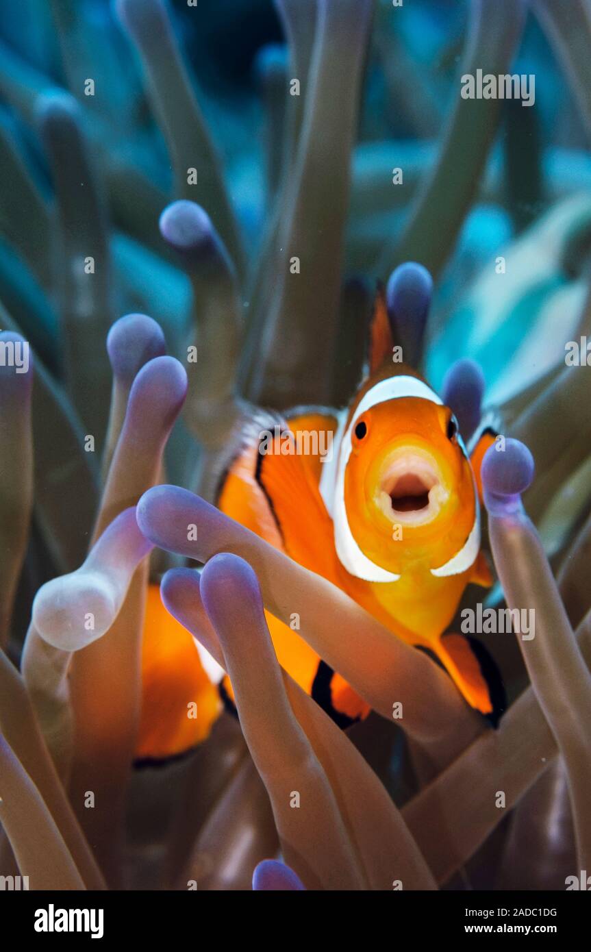 Yawning anemonefish (Amphiprion ocellaris), Raja Ampat, West Papua ...