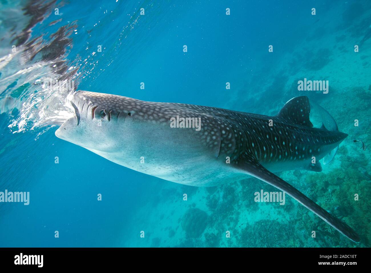 A whale shark (Rhincodon types) with propeller cuts on its head feeds ...