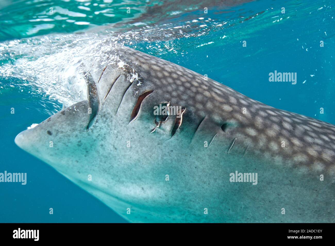 A whale shark (Rhincodon types) with propeller cuts on its head feeds ...