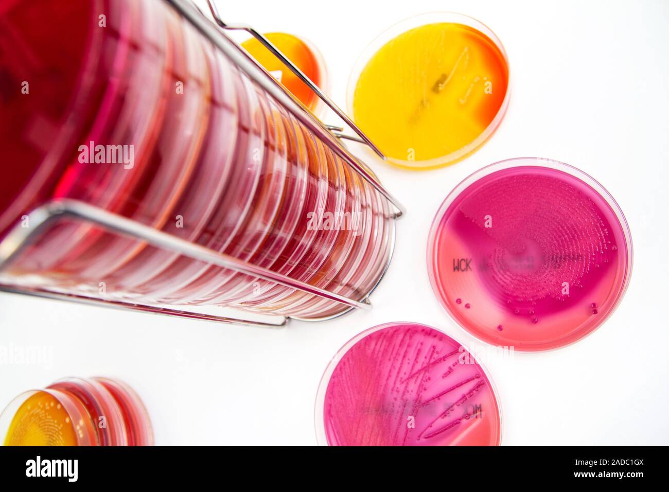 Agar plates. Petri dishes containing the nutrient medium agar in a ...