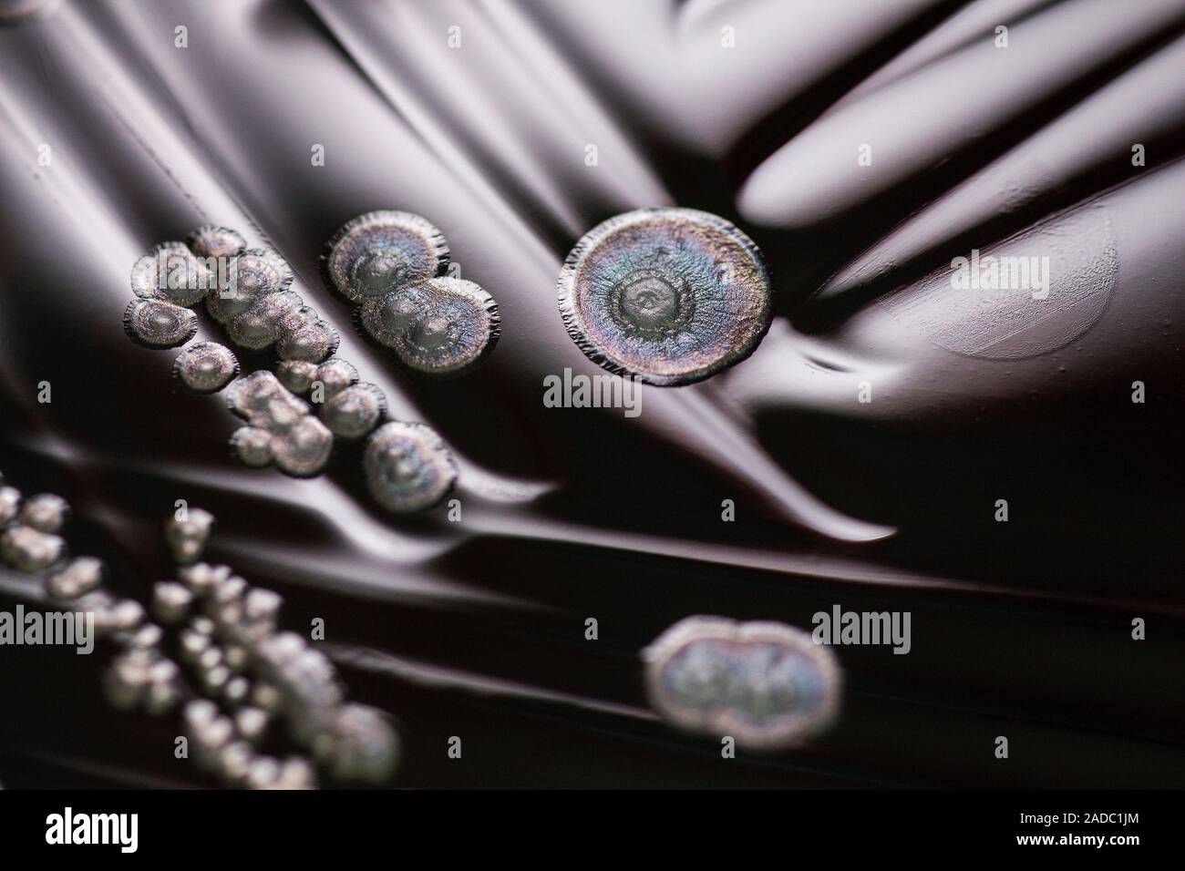 Campylobacter jejuni culture. Petri dish containing a nutrient medium ...