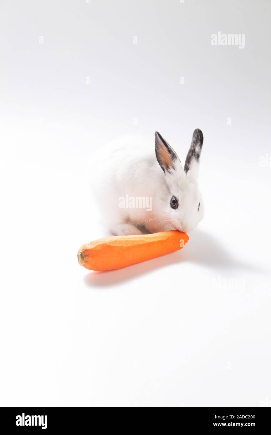 White rabbit eating carrots hi-res stock photography and images - Alamy