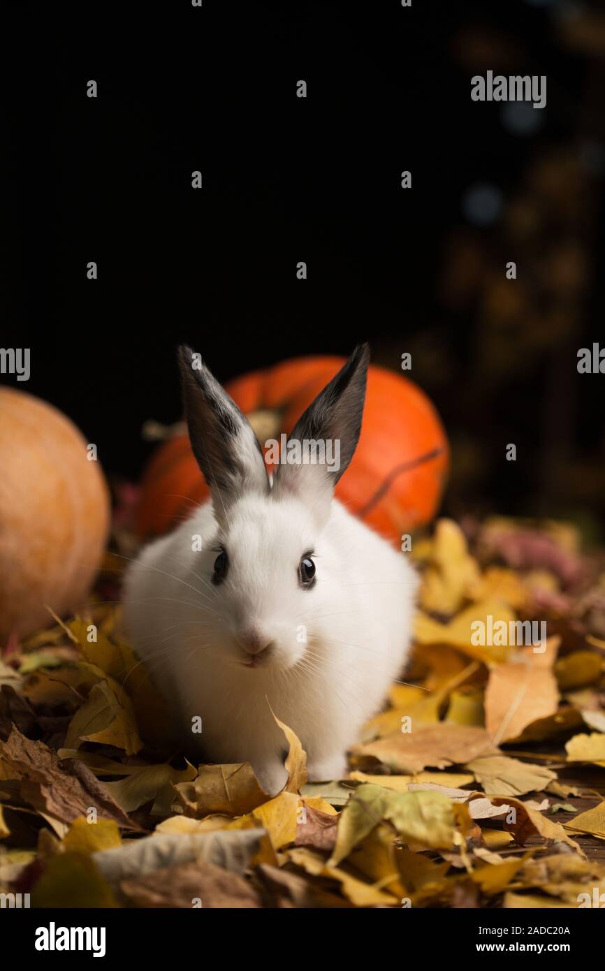 Cute little rabbit Stock Photo - Alamy