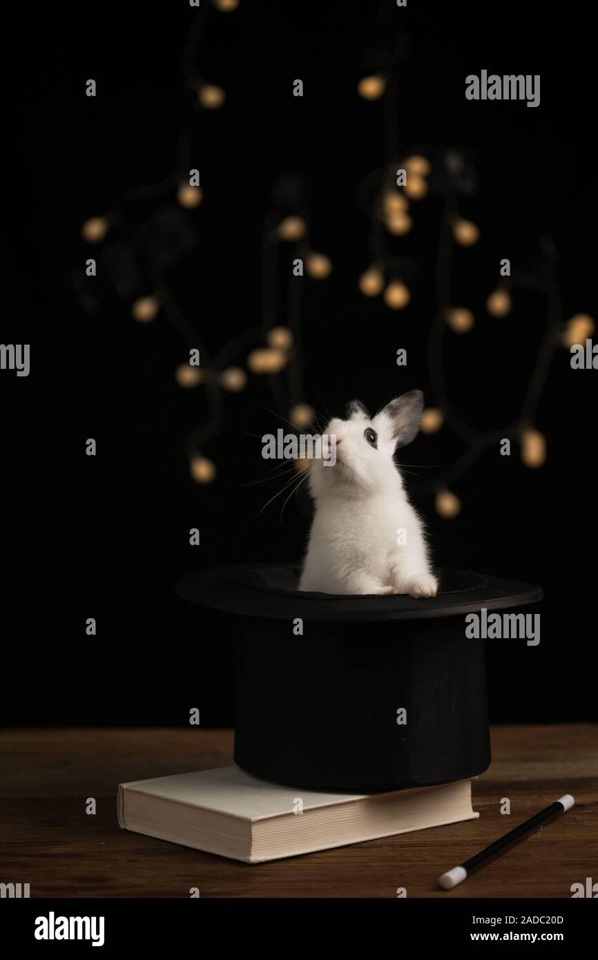 Cute little rabbit Stock Photo - Alamy