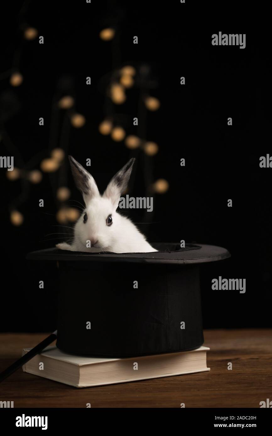 Cute little rabbit Stock Photo - Alamy