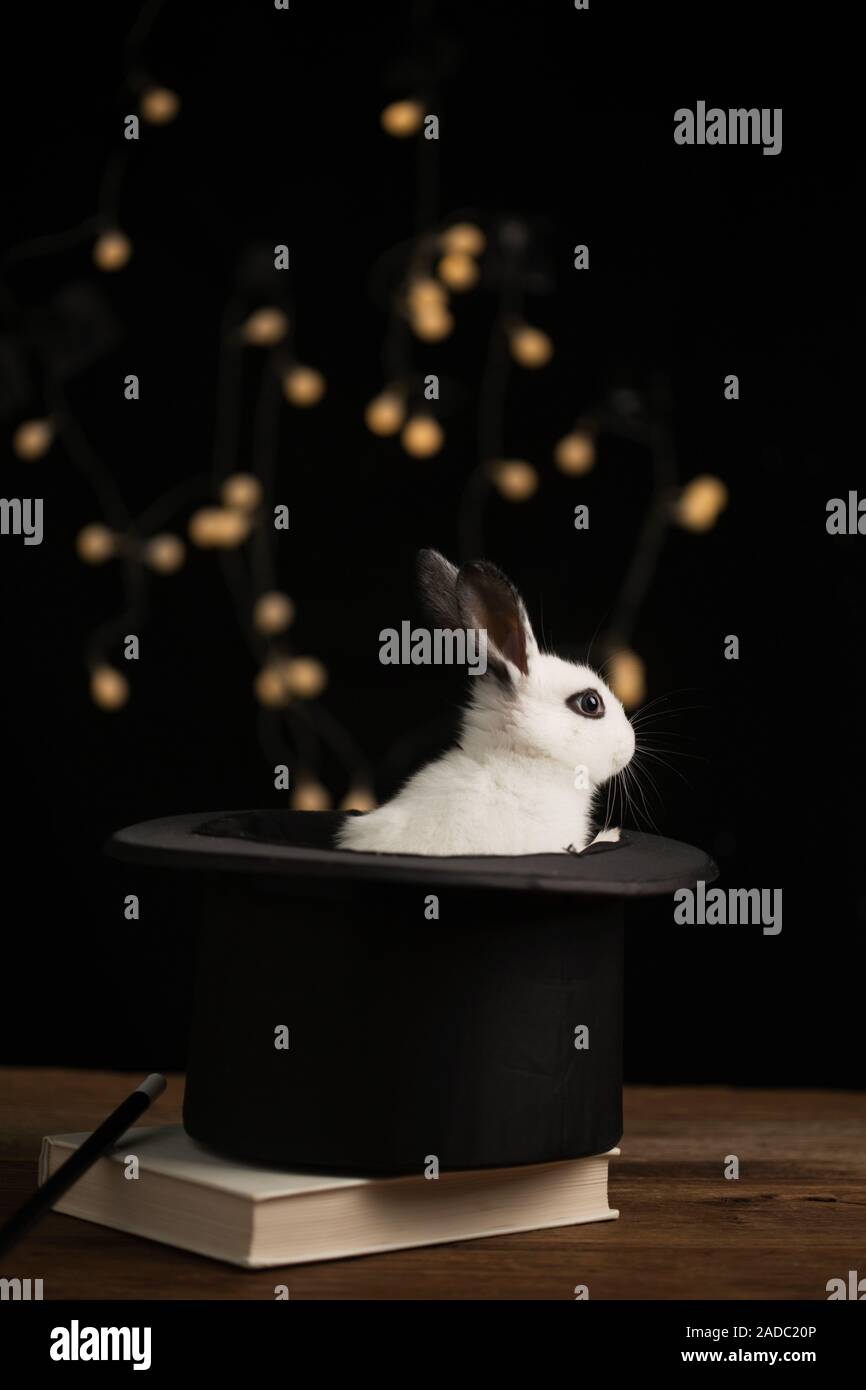 Cute little rabbit Stock Photo - Alamy
