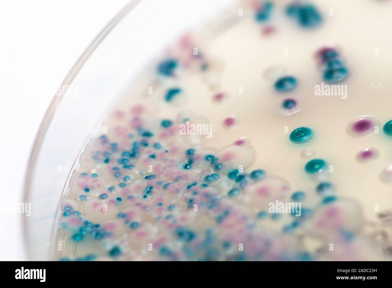 Mixed culture of Candida yeasts. Close-up of a petri dish containing ...