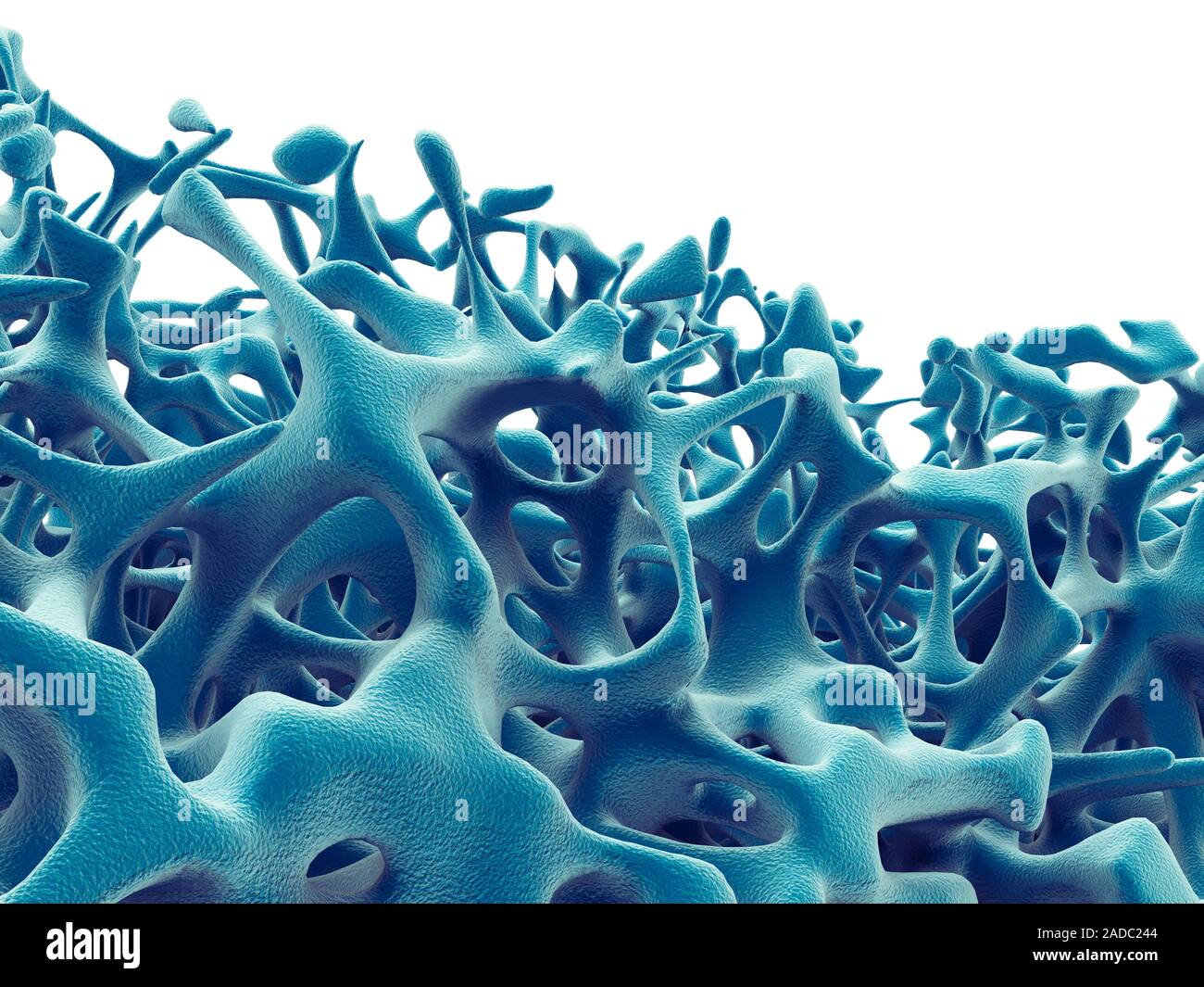 Bone tissue. Computer artwork of cancellous (spongy) bone. Bone tissue ...