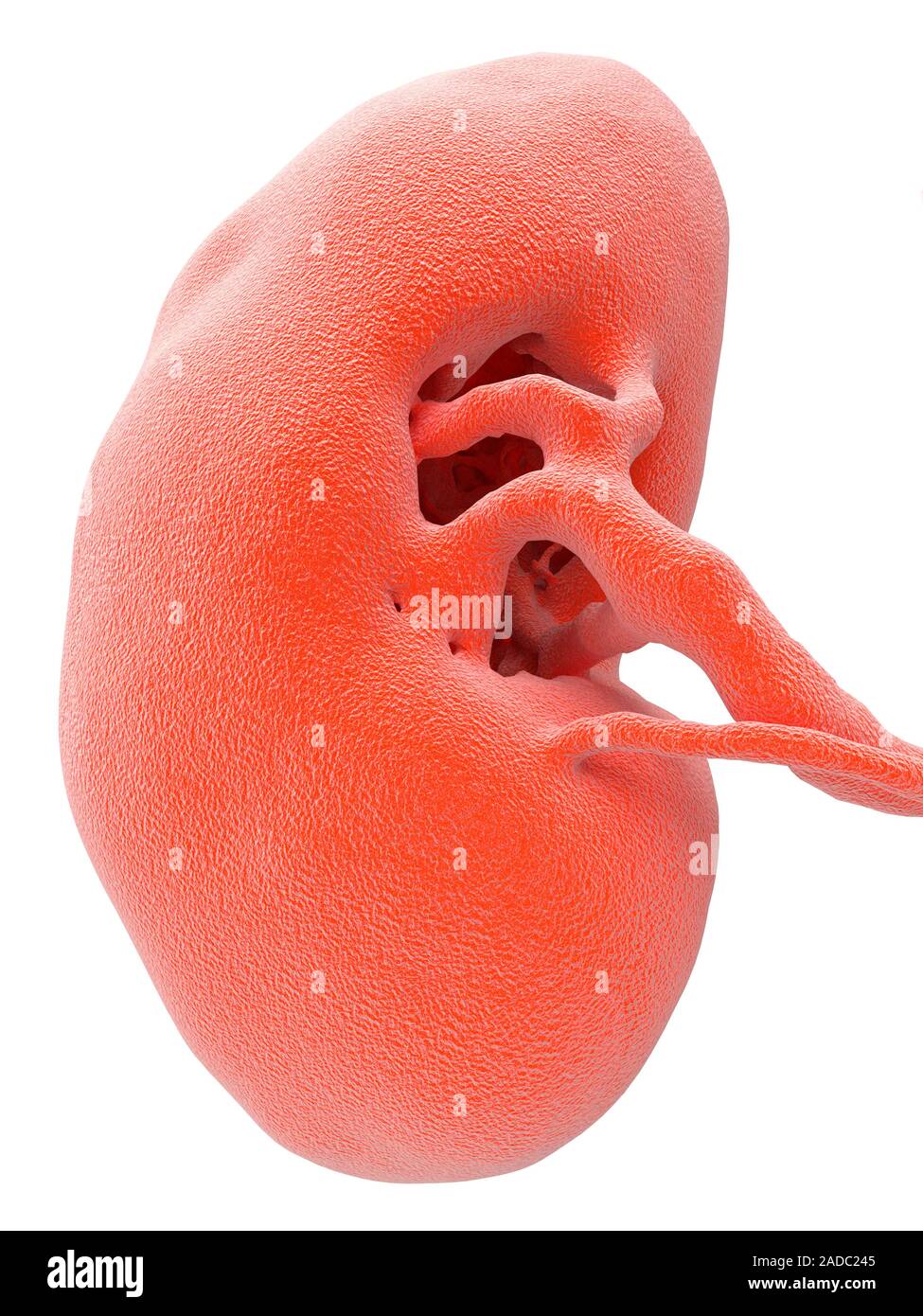 Kidney, CT scan. Coloured 3-D computed tomography (CT) scan of a kidney ...