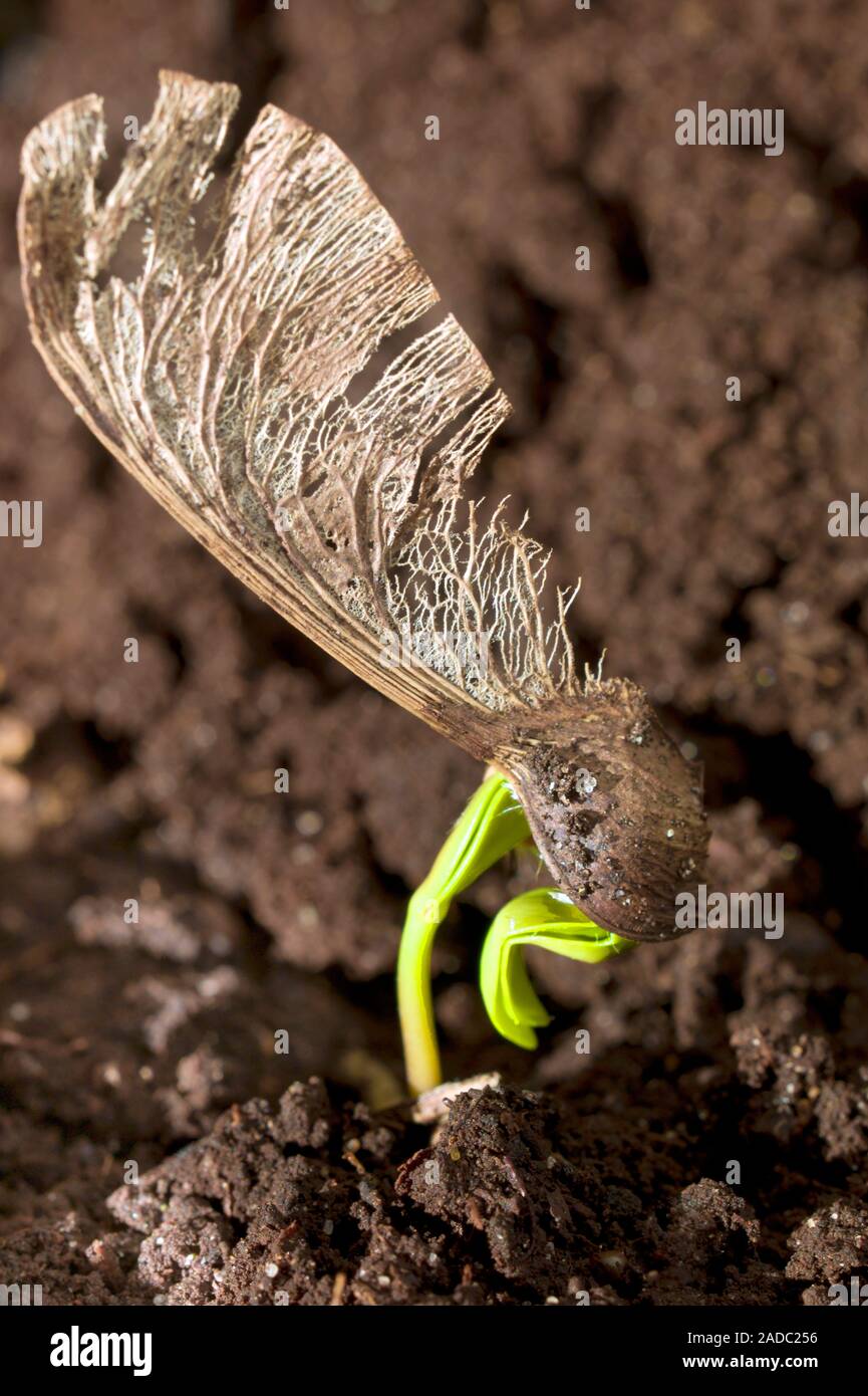 Germinating sycamore (Acer pseudoplatanus) seed. Single seedling about ...