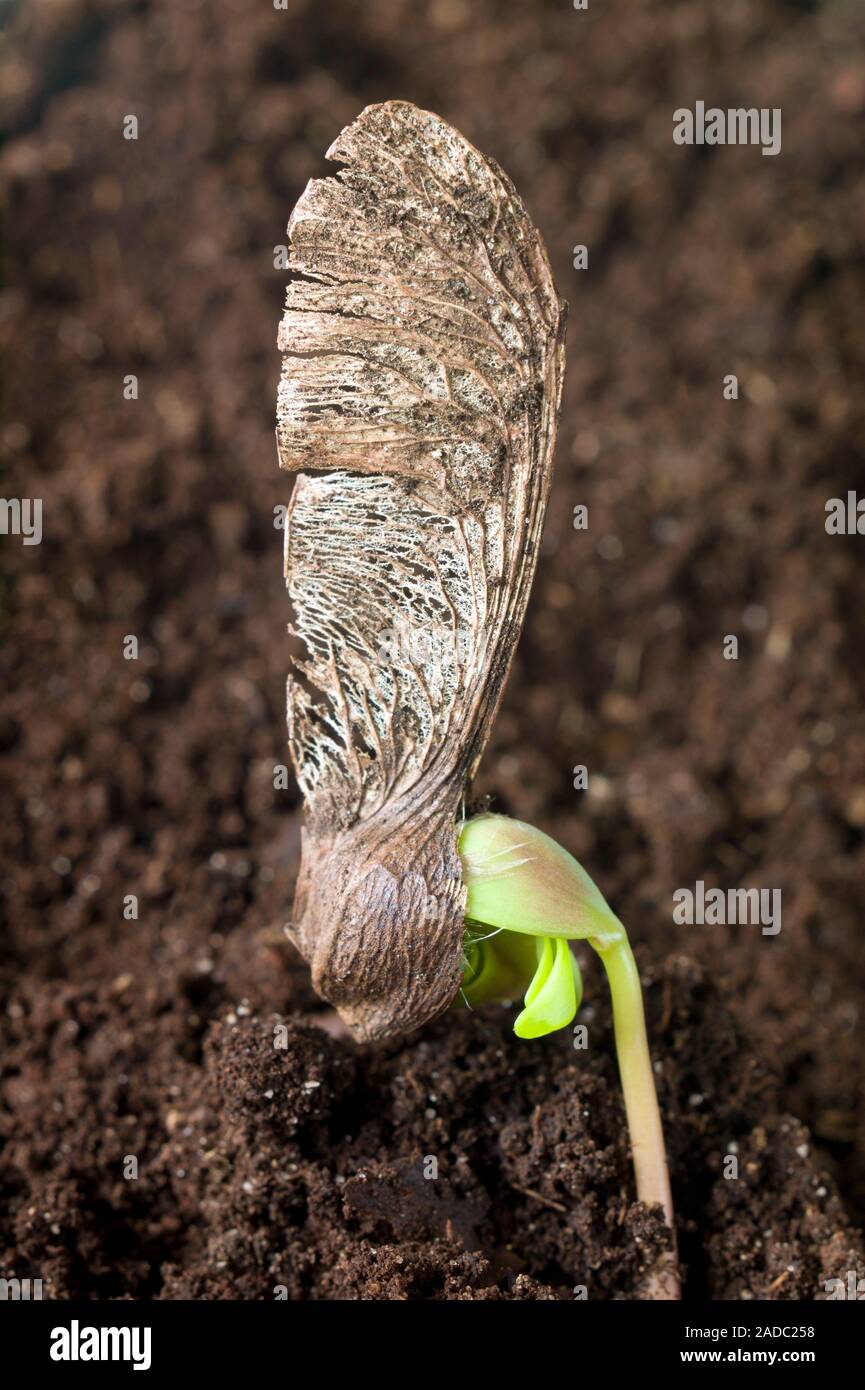 Germinating sycamore (Acer pseudoplatanus) seed. Single seedling about ...