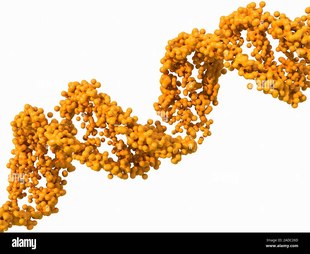 DNA (deoxyribonucleic acid), illustration. Computer model showing the ...