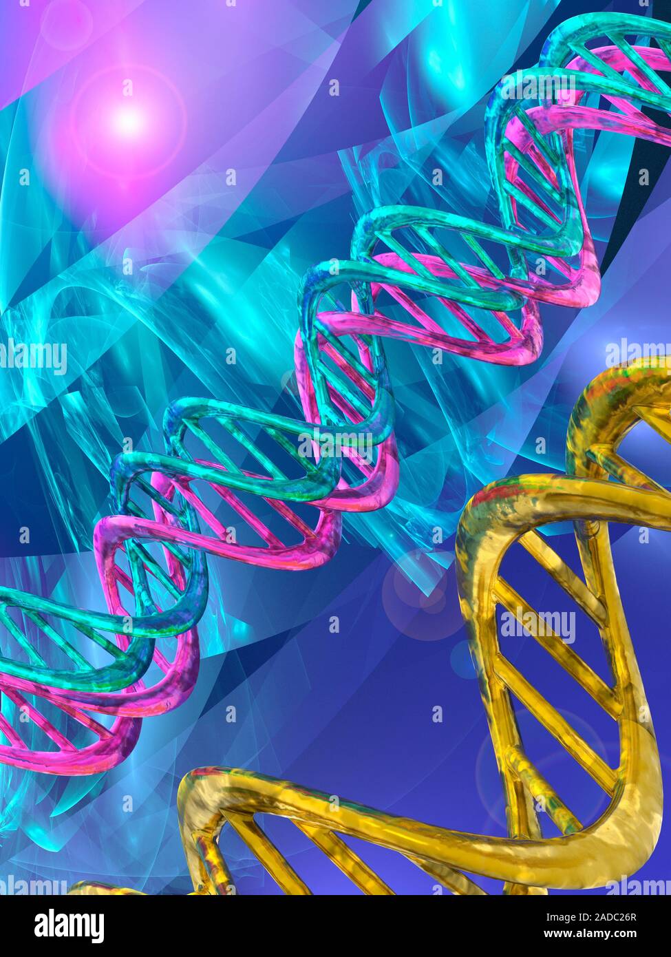 DNA molecules, computer illustration. DNA (deoxyribonucleic acid) is ...