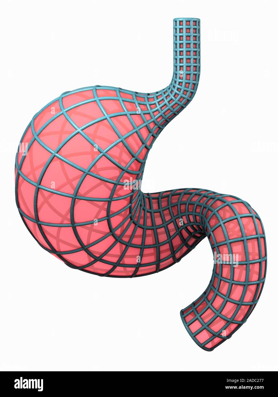 Wireframe rendering illustration of the stomach, the part of the ...