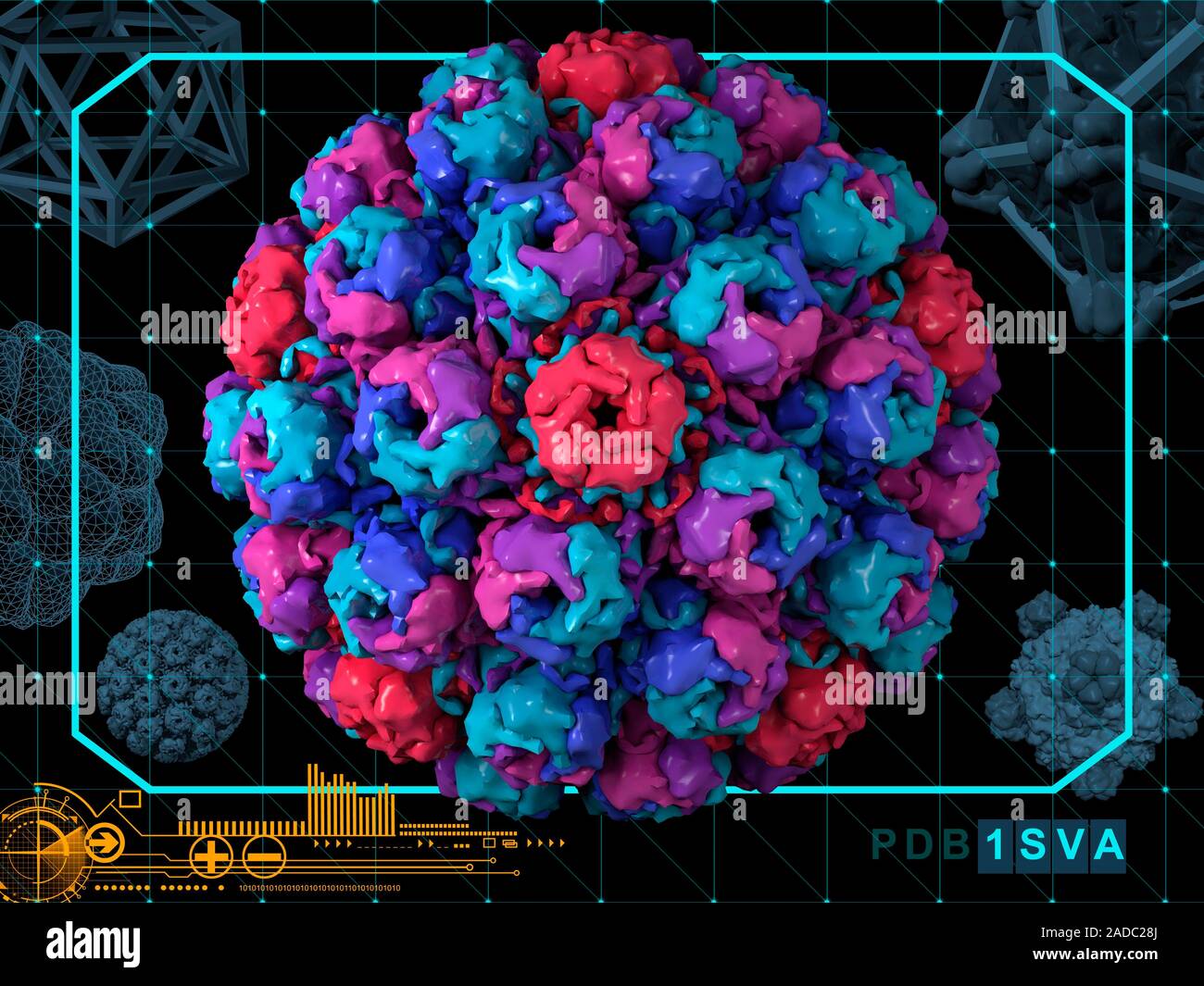 SV40 virus capsid, molecular model. Simian virus 40 (SV40) is found in monkeys such as Rhesus ...