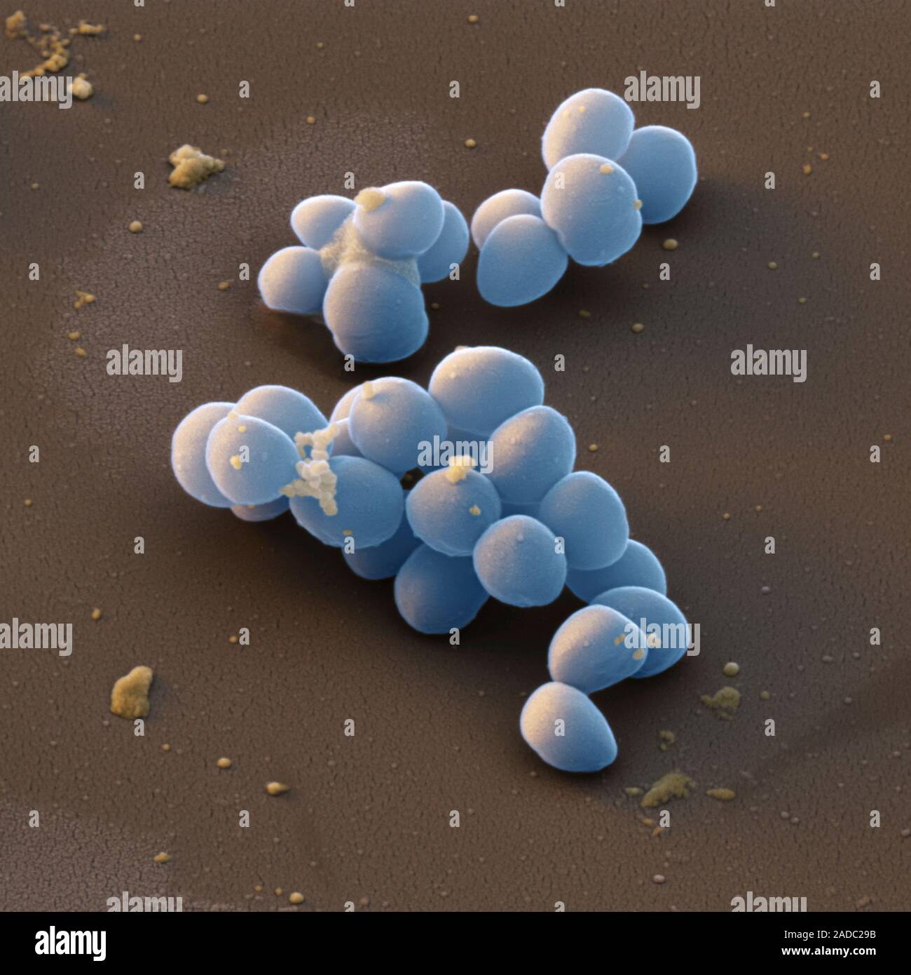 Staphylococcus lugdunensis bacteria, coloured scanning electron ...