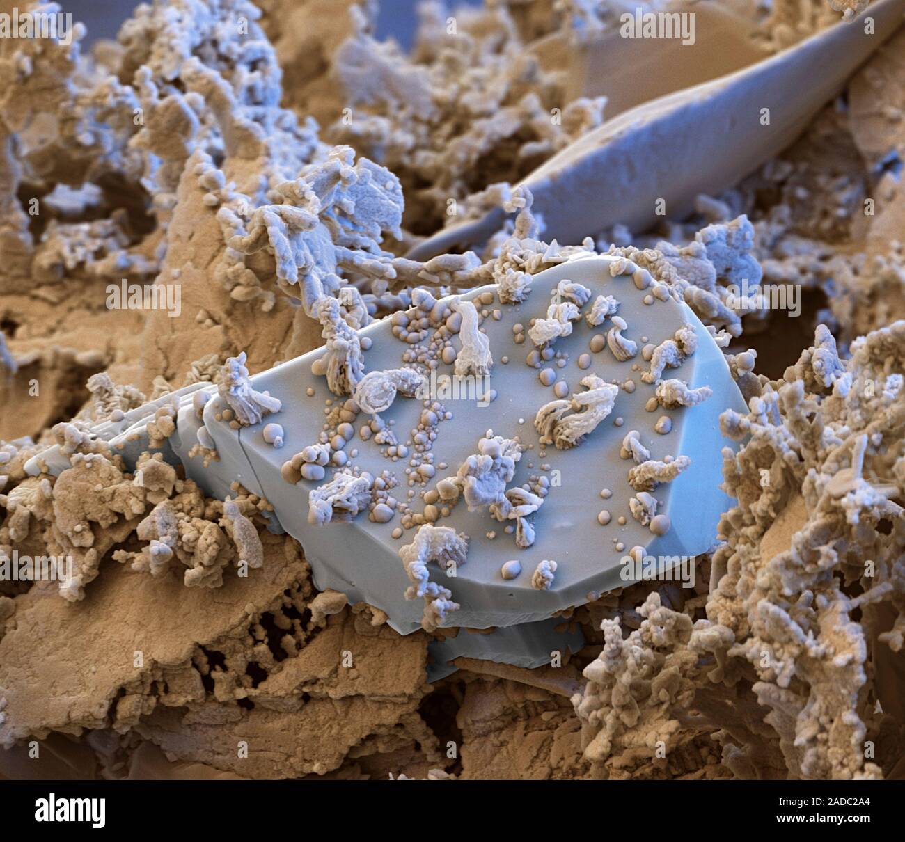 Mineral crystals, coloured scanning electron micrograph (SEM). This ...
