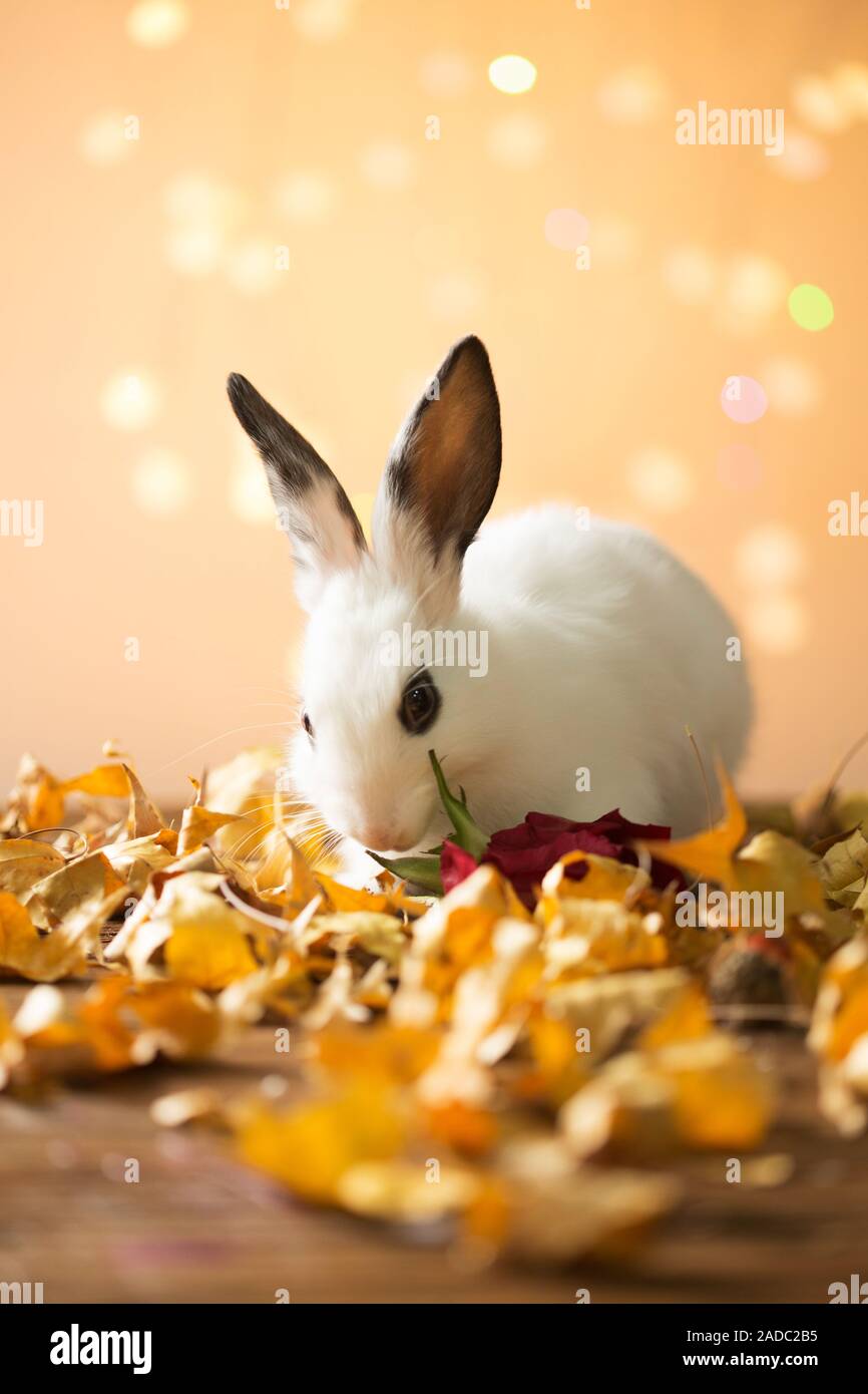 Cute little rabbit Stock Photo - Alamy
