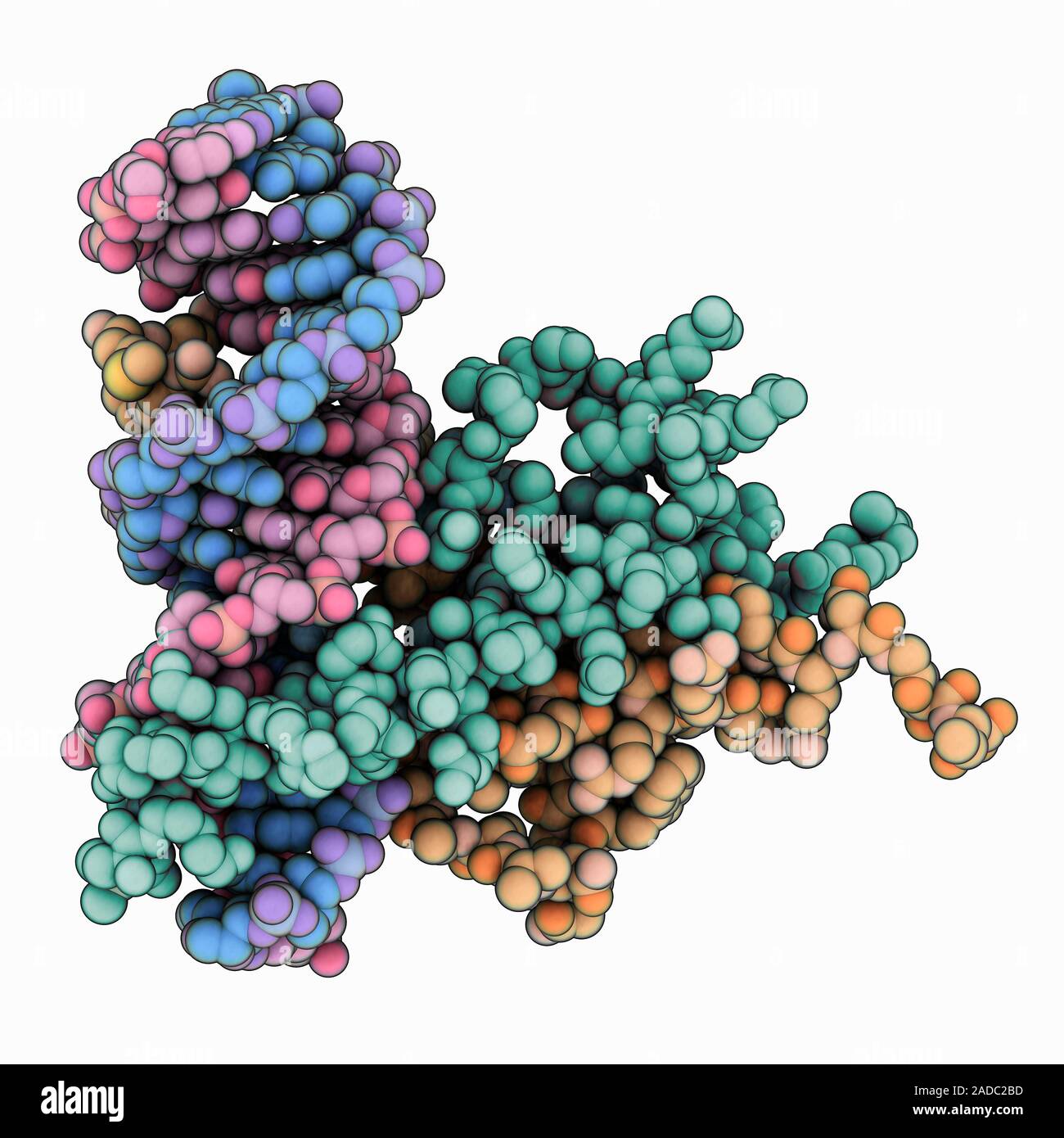 Phosphate system positive regulatory protein (PHO4) complexed with ...