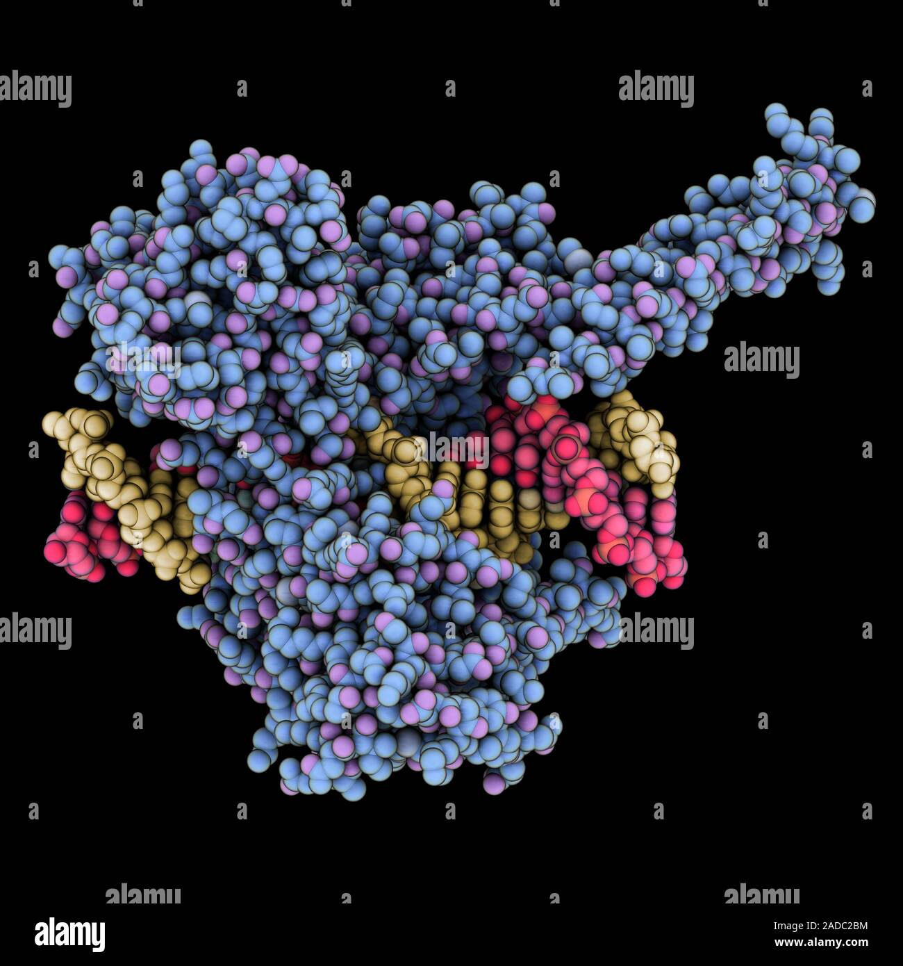 Human topoisomerase I complexed with DNA (deoxyribonucleic acid ...