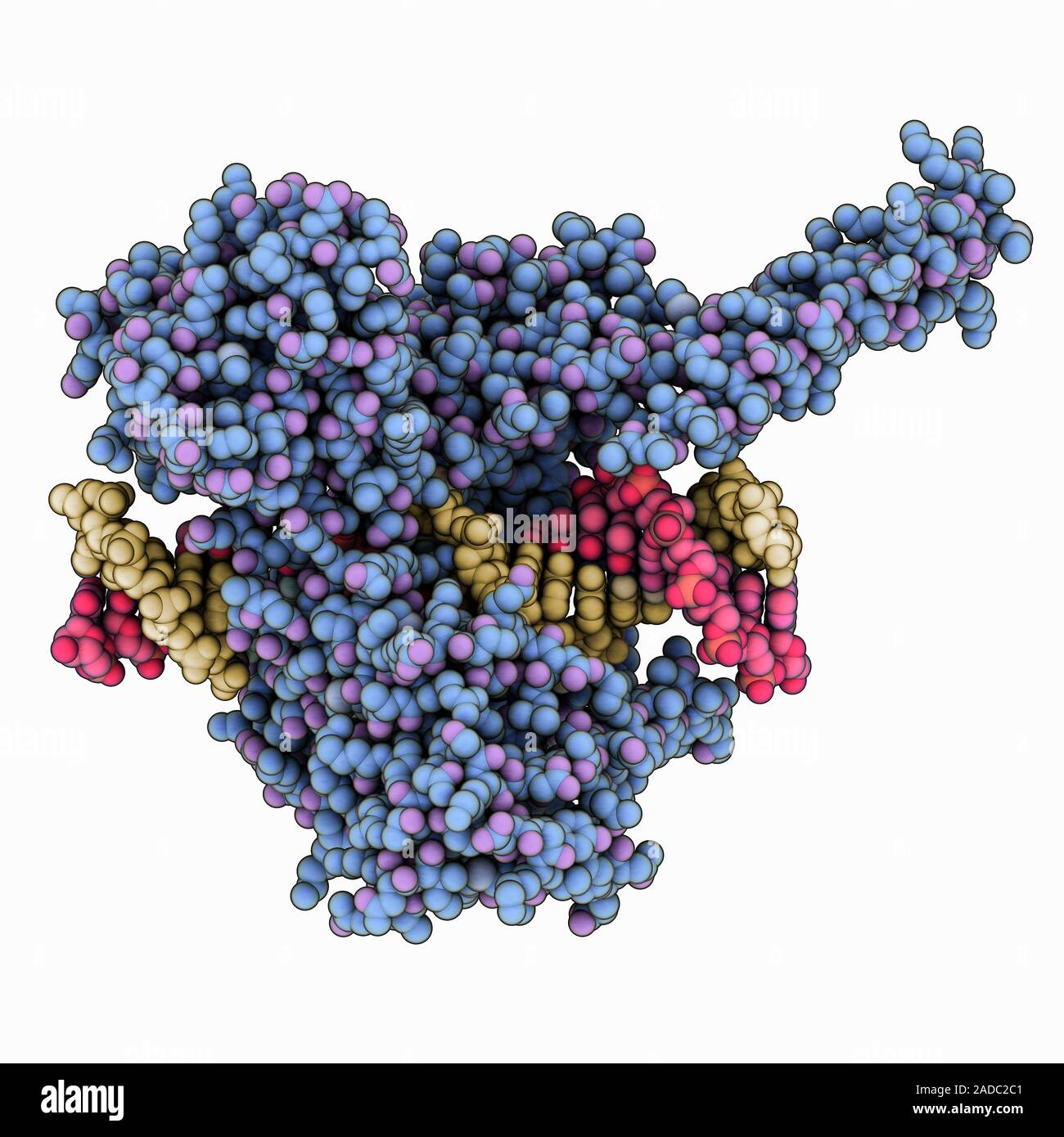 Human topoisomerase I complexed with DNA (deoxyribonucleic acid ...