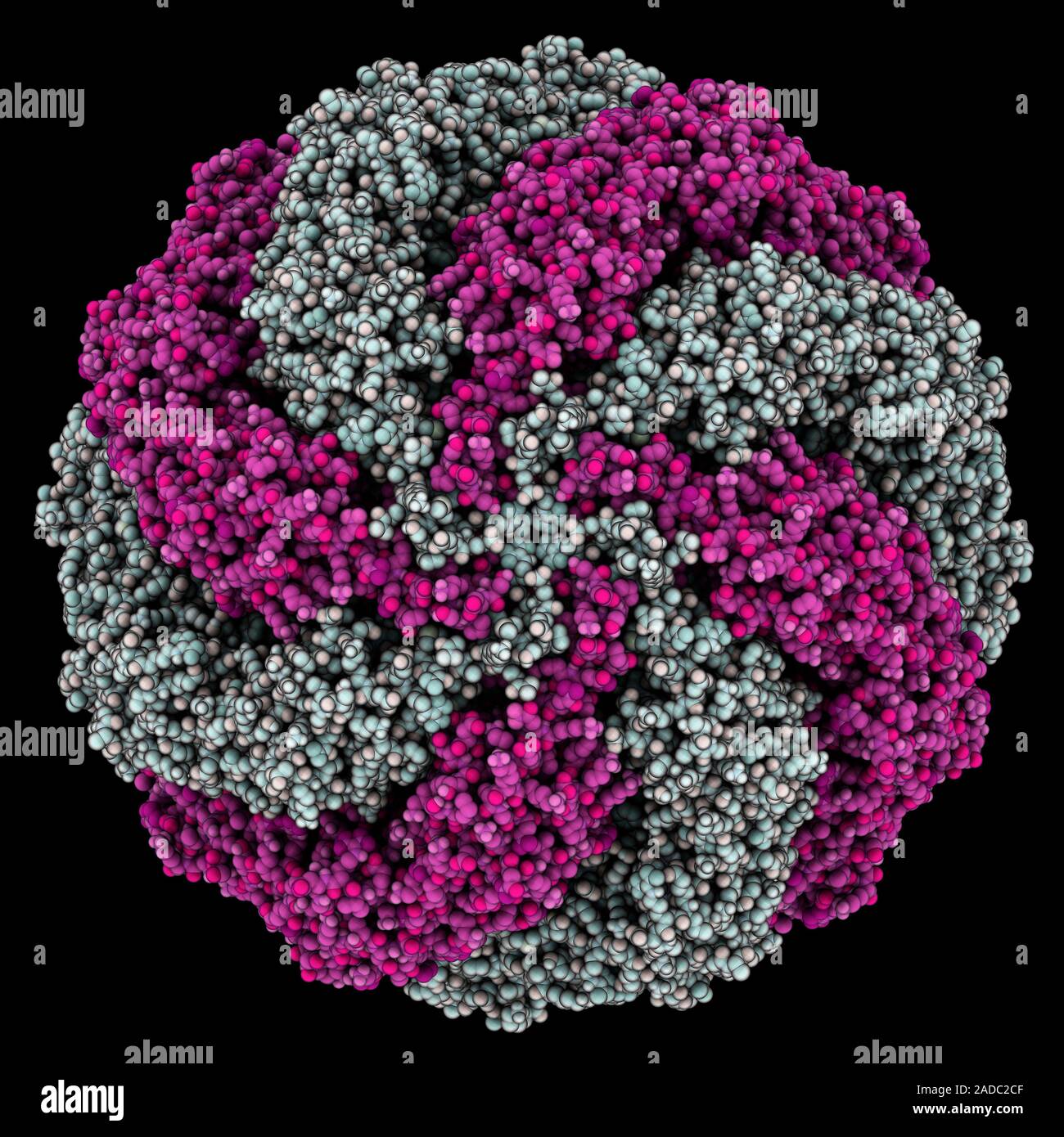 Thermosome molecule. Computer model showing the structure of the thermosome, an archaeal group ...