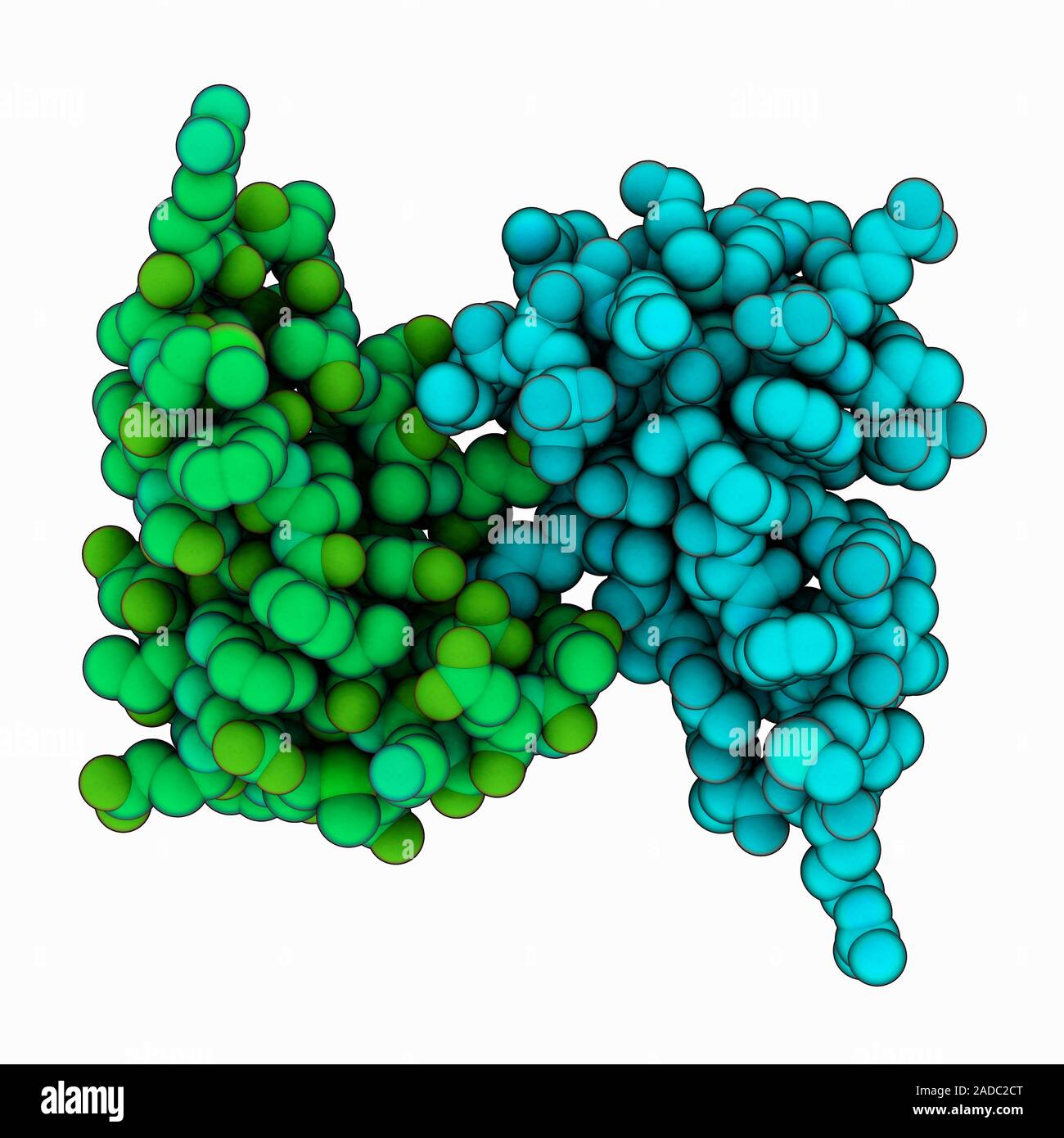 Alzheimer's amyloid protease inhibitor. Computer model showing the ...