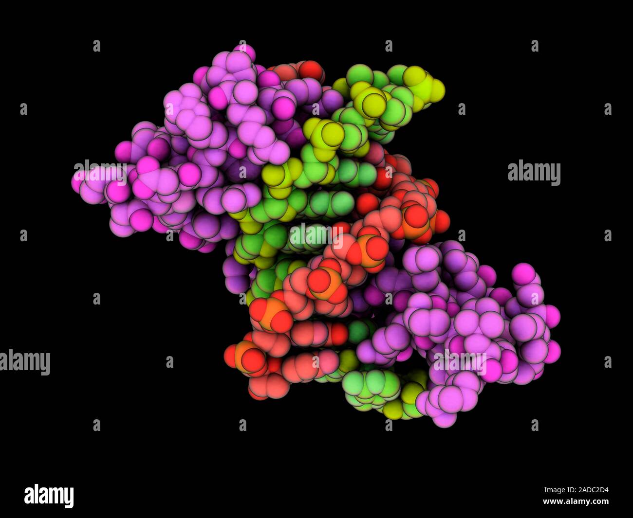 Zinc finger protein complexed with DNA (deoxyribonucleic acid ...