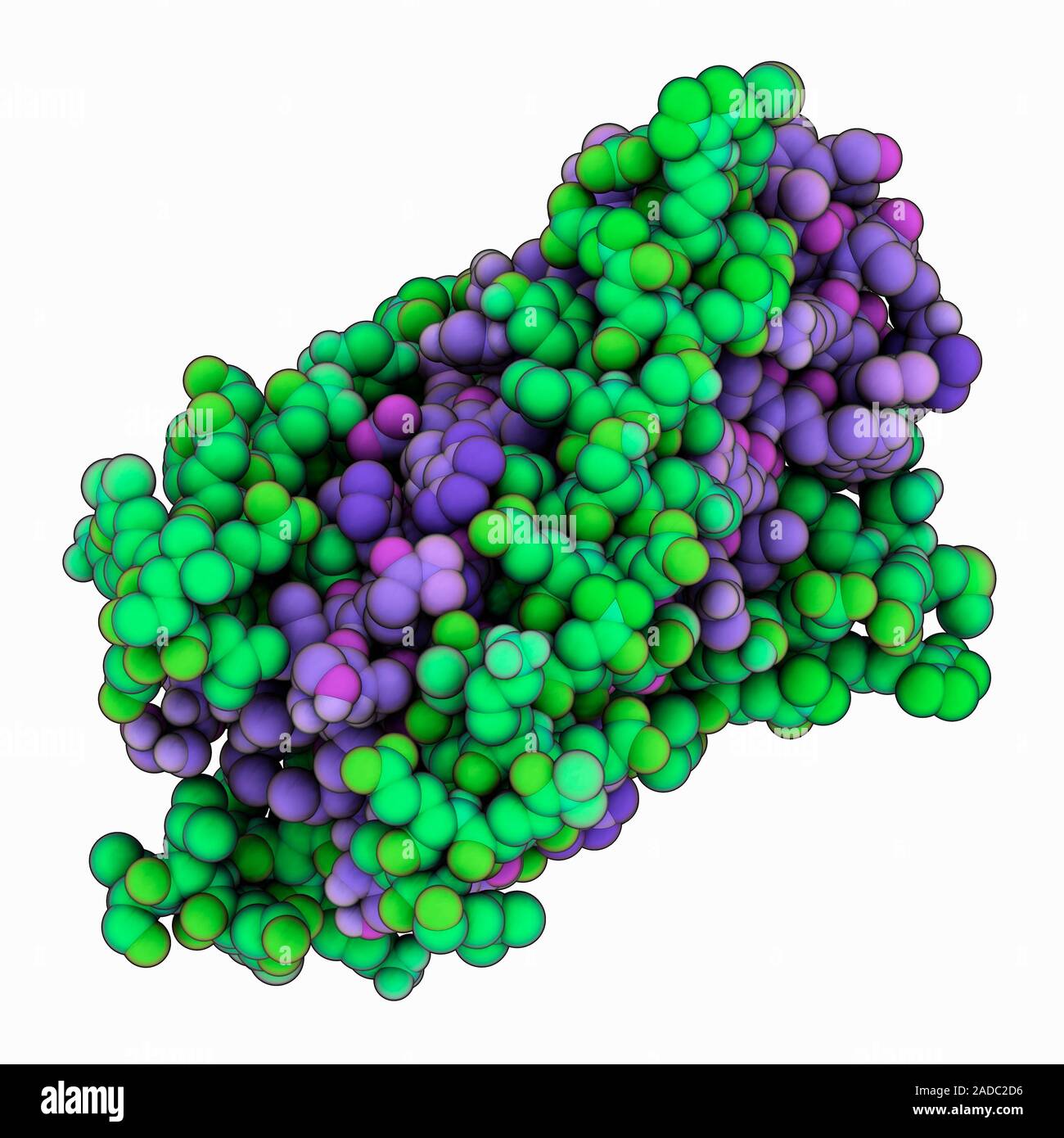 HIV-1 glycoprotein GP41 molecule. Computer model showing the trimeric ...