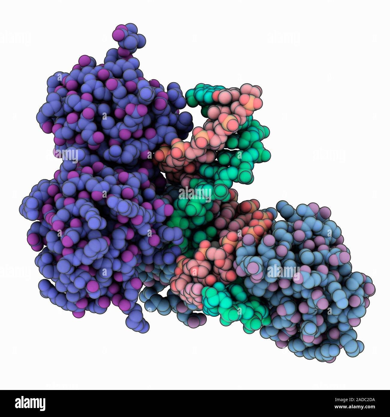TATA-box-binding protein (TBP) complexed with transcription initiation ...