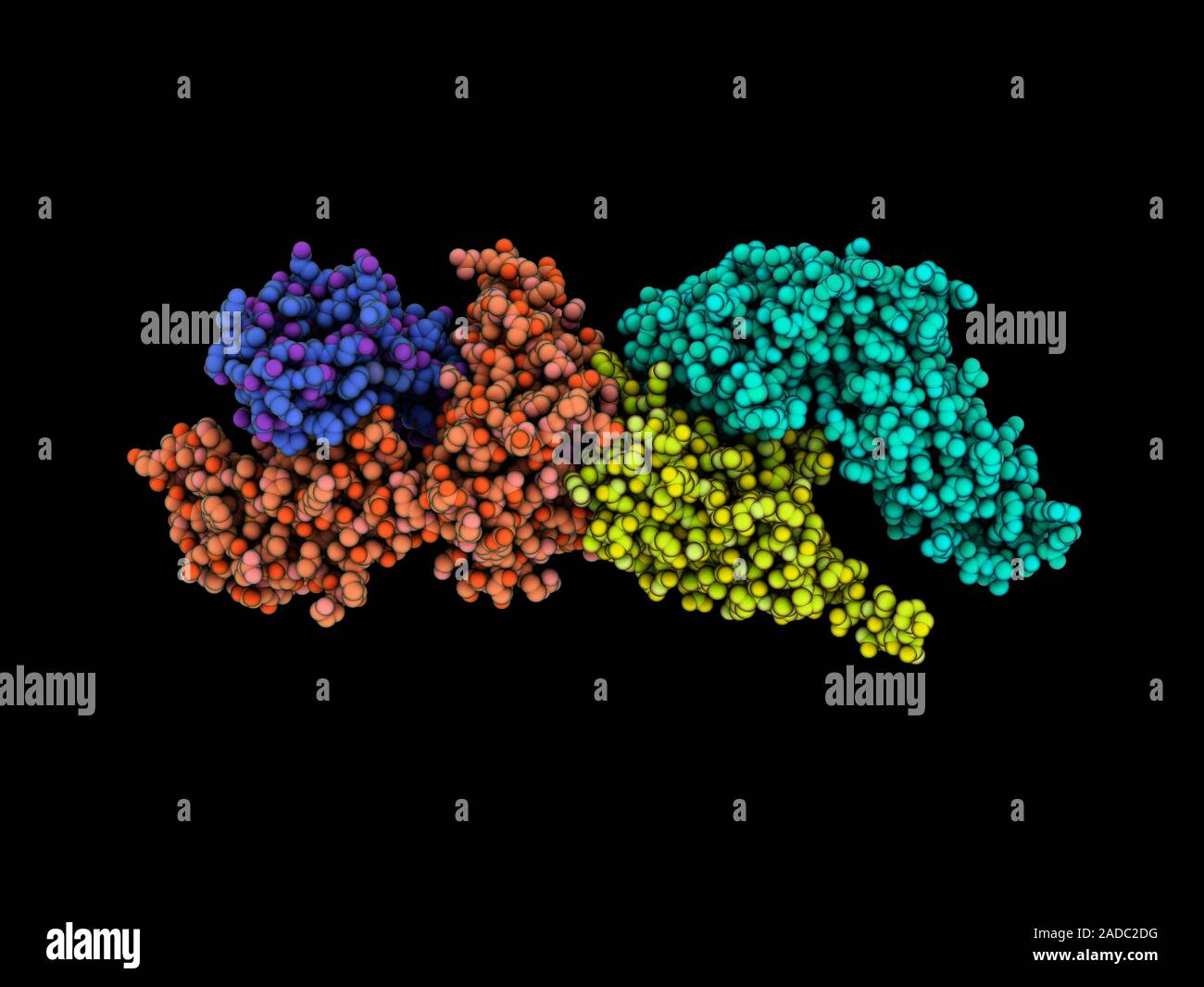 Human T-cell receptor complex. Computer model showing human T-cell ...
