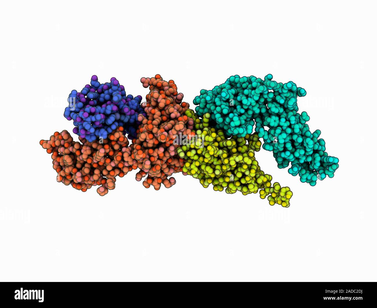 Human T-cell receptor complex. Computer model showing human T-cell ...