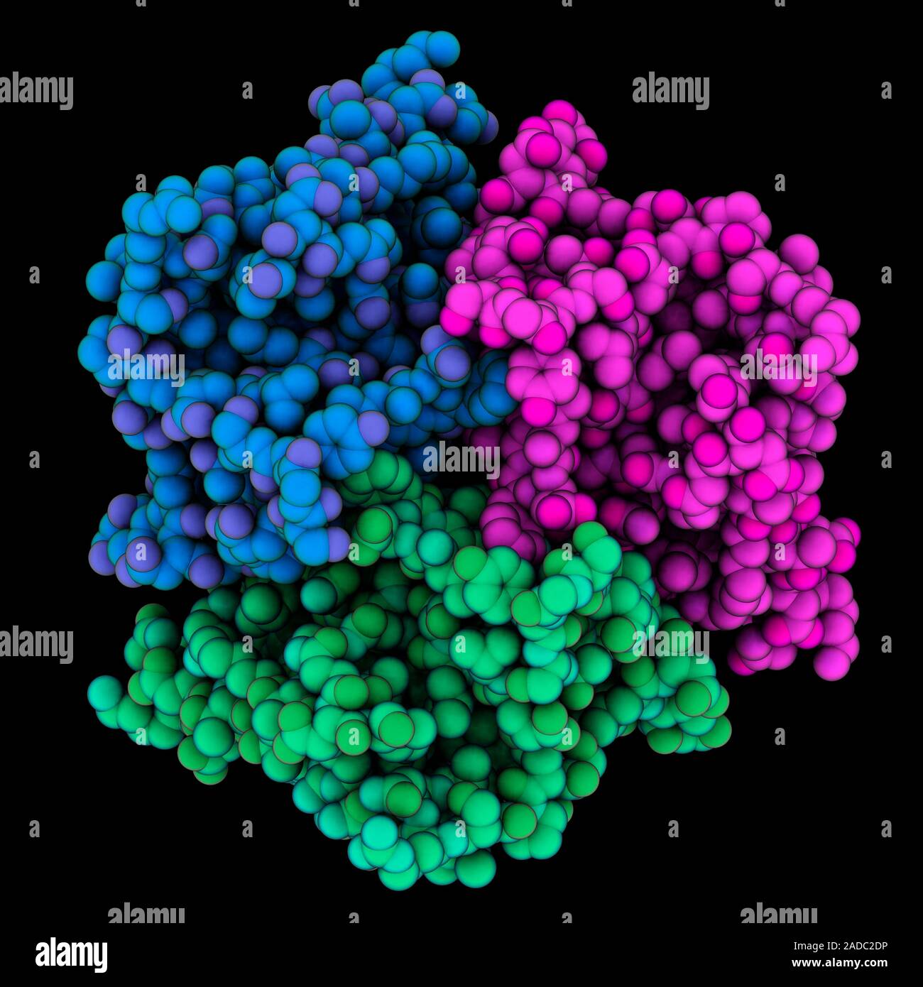 Human Obesity Protein Leptin Computer Model Showing The Trimeric