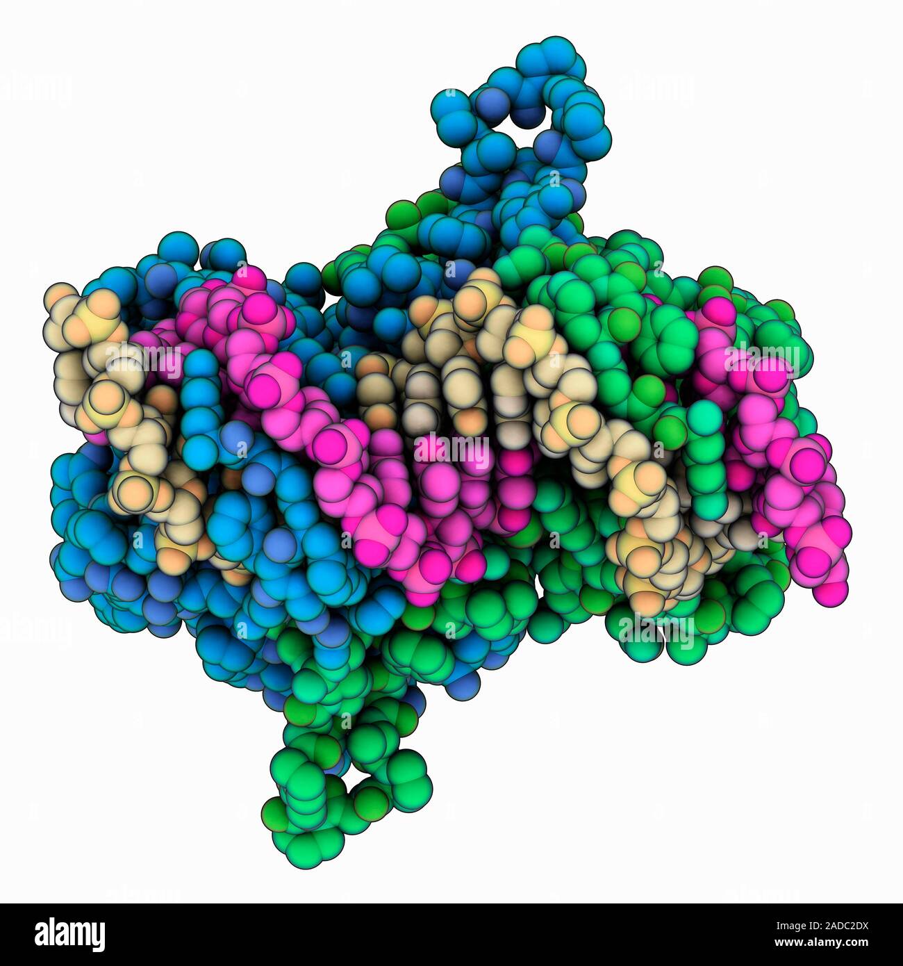 Epstein-Barr virus antigen complexed with DNA (deoxyribonucleic acid ...