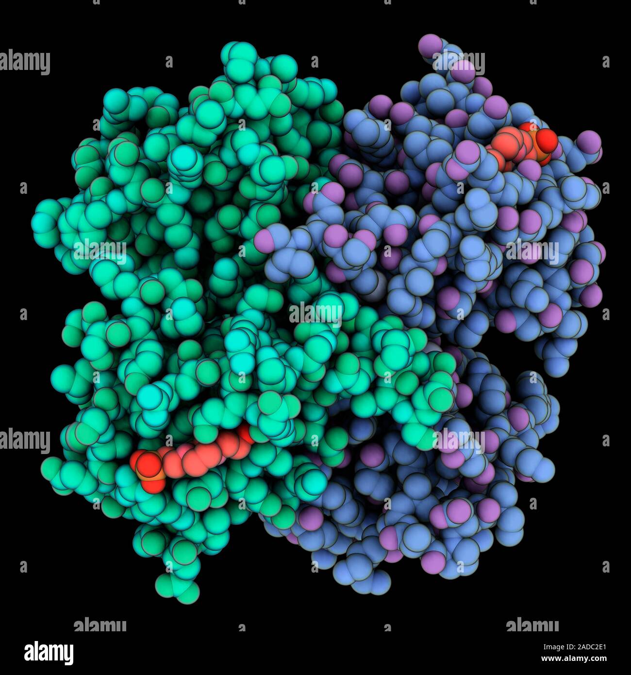 Human hepatocyte growth factor (HGF). Computer model showing the ...