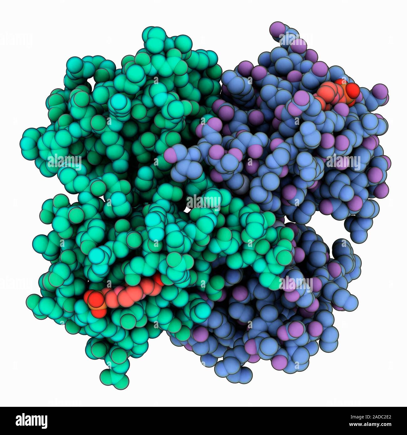 Human hepatocyte growth factor (HGF). Computer model showing the ...