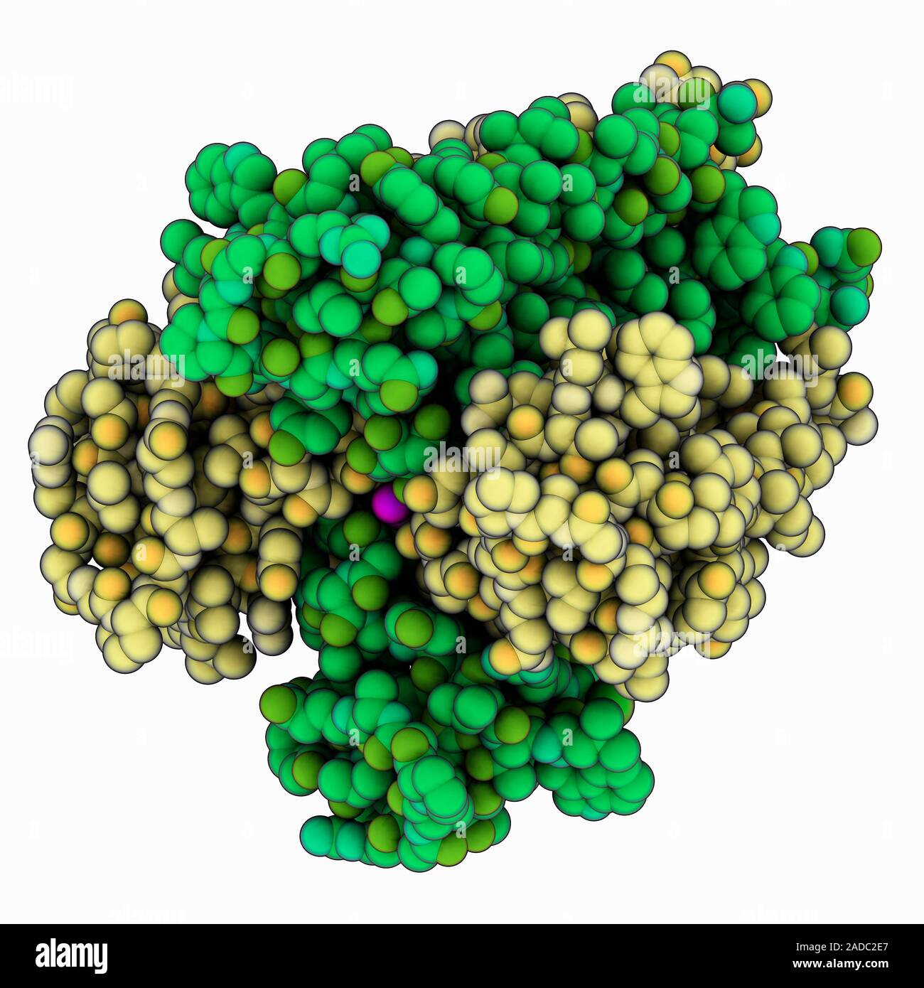 Potassium channel molecule. Computer model showing the structure of a ...