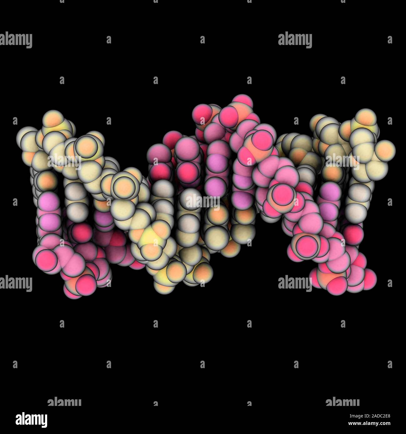 B-DNA (B-deoxyribonucleic acid) molecule. Computer model showing the ...